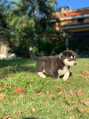 Corotos | OFERTA CACHORRO HUSKY MACHO Y HEMBRA EN SANTO DOMINGO CON SU ...