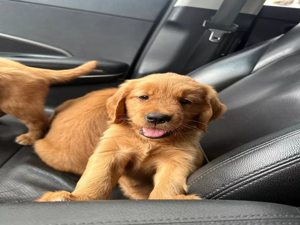 Corotos | VENDO CACHORROS RED GOLDEN RETRIEVER