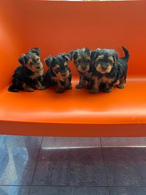 Corotos | Perro Yorkies