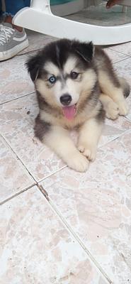 Corotos | OFERTA CACHORRO HUSKY HEMBRA EN SANTO DOMINGO Y VA