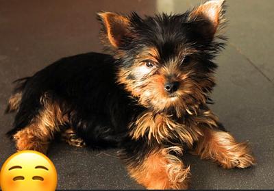 Corotos | OFERTA CACHORRO YORKIE MINI MACHO EN SANTO DOMINGO VACUNADOS