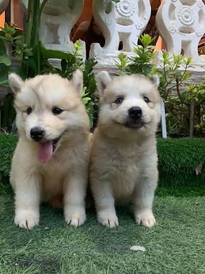Corotos | OFERTA CACHORRO HUSKY HEMBRA EN SANTO DOMINGO Y TODO AL DIA
