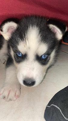 Corotos | OFERTA CACHORRO HUSKY MACHO EN SANTO DOMINGO Y VACUNA AL DIA
