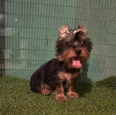 Corotos | OFERTA CACHORRO YORKIE MACHO EN SANTO DOMINGO Y TODO AL DIA