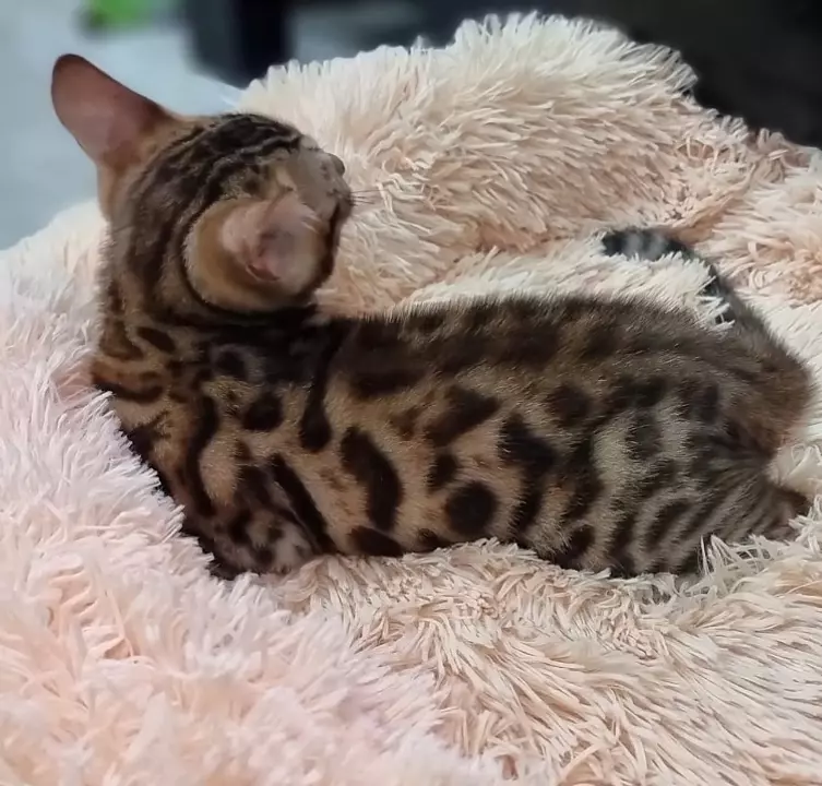 Corotos | Gato Bengalí, bengala, bengali hembra y machos. Cat, pet, mascotas, michus