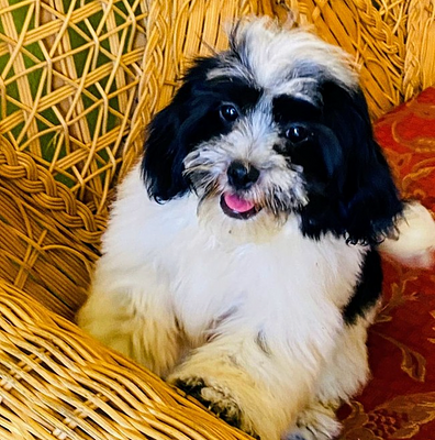 Corotos | Perro,perra,perros,perras, perrito,perritos,perritas,Shih-poo ...