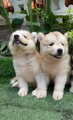 Corotos | OFERTA CACHORRO HUSKY HEMBRA EN SANTO DOMINGO Y TO