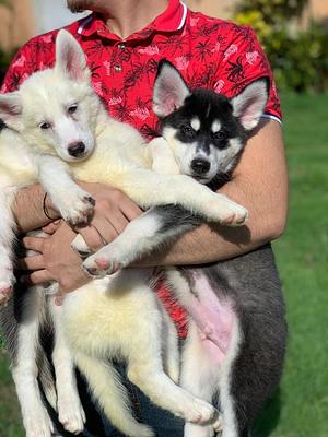 Corotos | OFERTA CACHORRO HUSKY SIBERIANO MACHO EN SANTO DOMINGO CON ...
