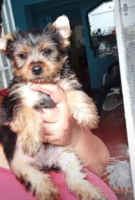 Corotos | OFERTA CACHORRO YORKIE MACHO EN SANTO DOMINGO Y VA