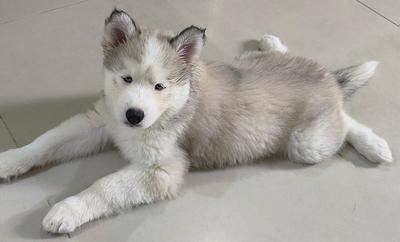 Corotos | OFERTA CACHORRO HUSKY MACHO EN SANTO DOMINGO Y VACUNA AL DIA