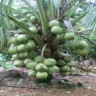 Corotos | mata de coco enano