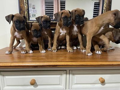 Corotos | OFERTA CACHORRO BOXER MACHO EN SANTIAGO Y VACUNADO