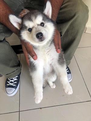 Corotos | Husky siberiano puro hembras y machos. Precio real. Huskys ...