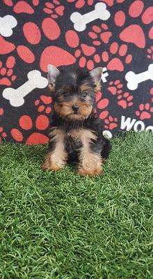 Corotos | OFERTA CACHORRO YORKIE MINI MACHO EN SANTO DOMINGO CON SU ...