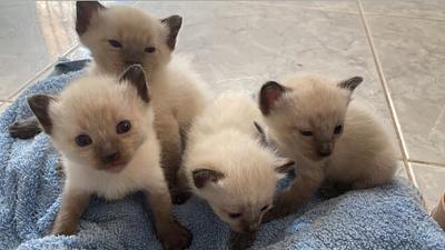 Corotos | Gatos siames hembras y machos puro disponibles. Siamés