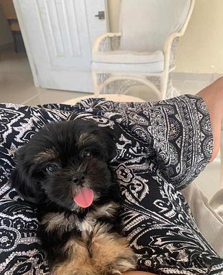 Corotos | Perro shippo