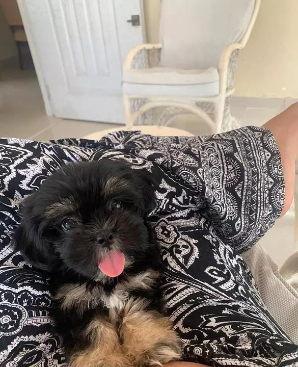 Corotos | Perro shippo