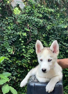 Corotos | OFERTA CACHORRO HUSKY MACHO Y HEMBRA EN SANTO DOMINGO VACUNADOS