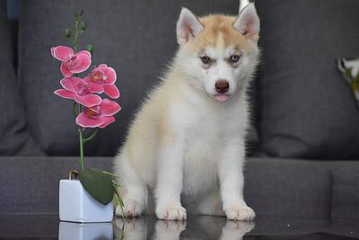 Corotos | OFERTA CACHORRO HUSKY HEMBRA Y MACHO CON PEDIGRI UBICADOS EN ...