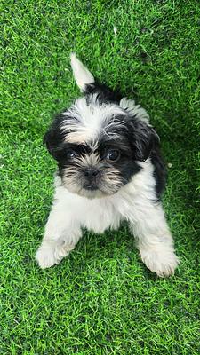 Corotos | OFERTA CACHORRO SHIH TZU HEMBRA Y MACHO EN STDG