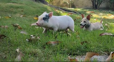 Corotos | Mini Pig macho. Pig, pet, mascotas, cerdito, cerdo